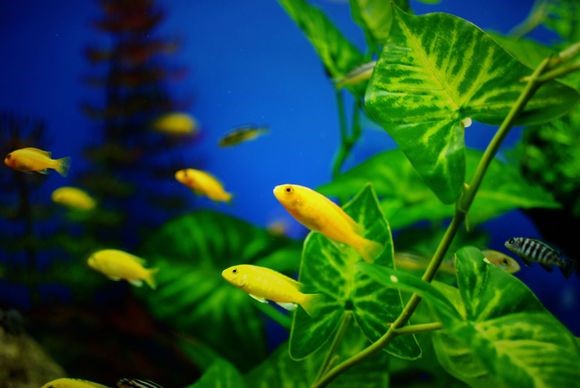 Big / Little Fish Dreams Meaning and Interpretation