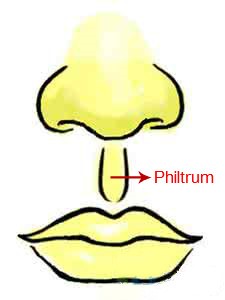 Face Reading Philtrum, Lip Crease, Vertical Groove on the Upper Lip